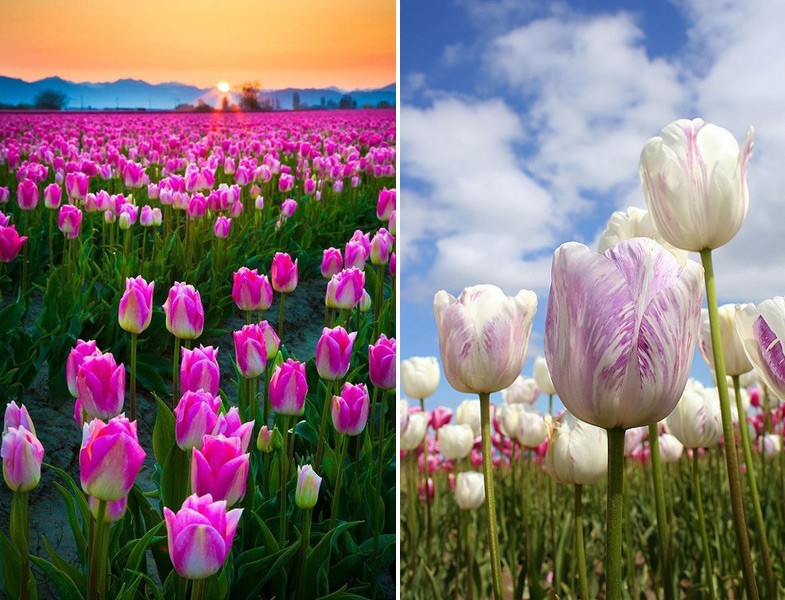 Bir Devre İsmini Veren Çiçek Lale | Resimlerle Tesettür Giyim Modelleri ...